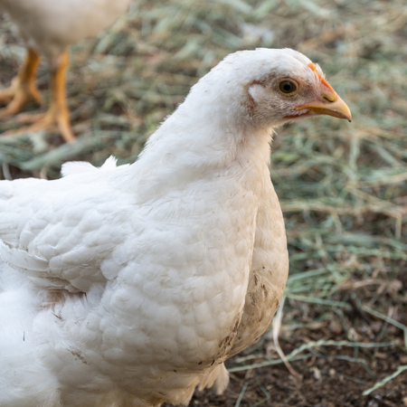 Raising Broiler Chickens for the First Time – The Hillside Market