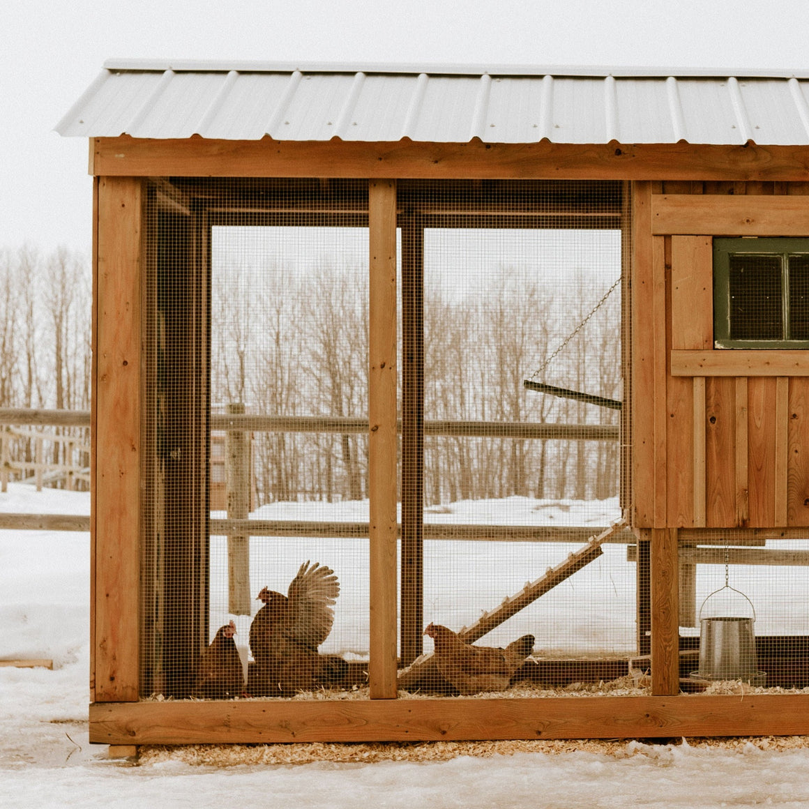 Marigold | DIY Chicken Coop | Hillside Market – The Hillside Market